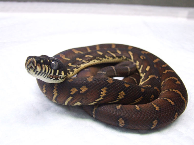 Morelia Reptor Available:Boelens Python